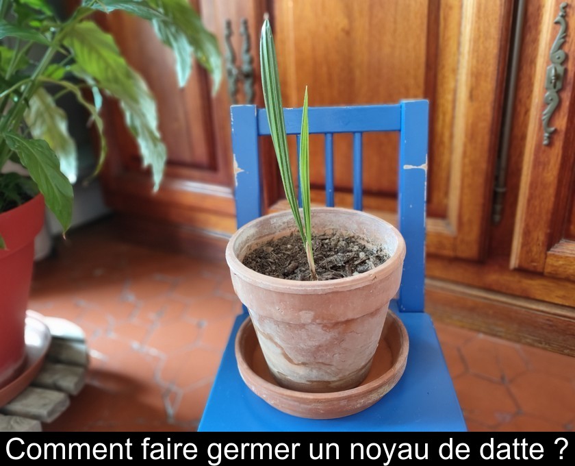 Comment faire germer un noyau de datte
