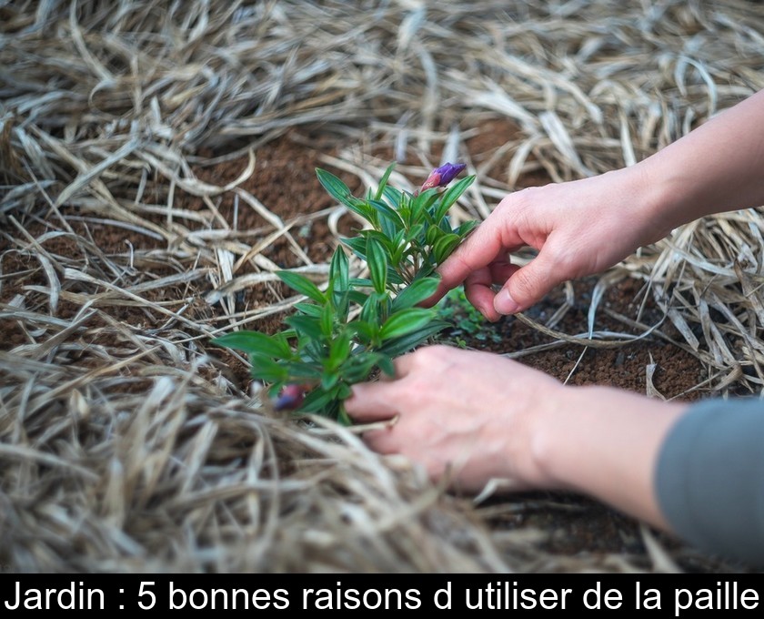 Jardin : 5 bonnes raisons d'utiliser de la paille