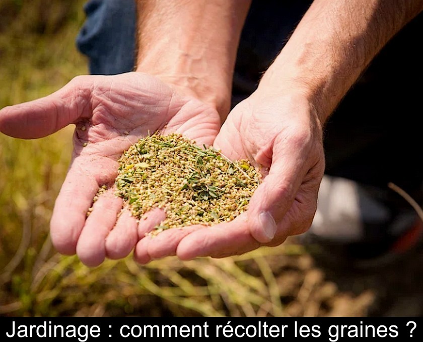 Jardinage : comment récolter les graines