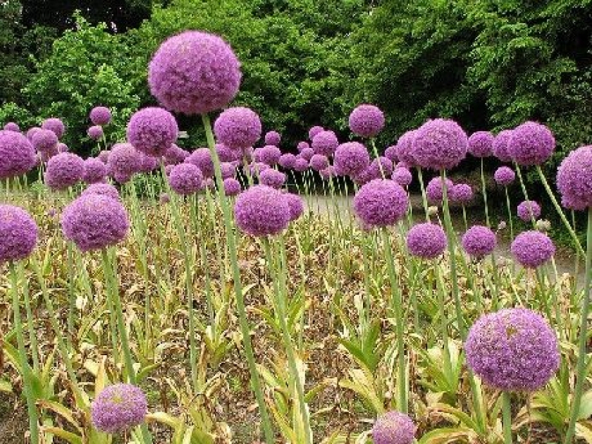 L'ail d'ornement : une floraison spectaculaire