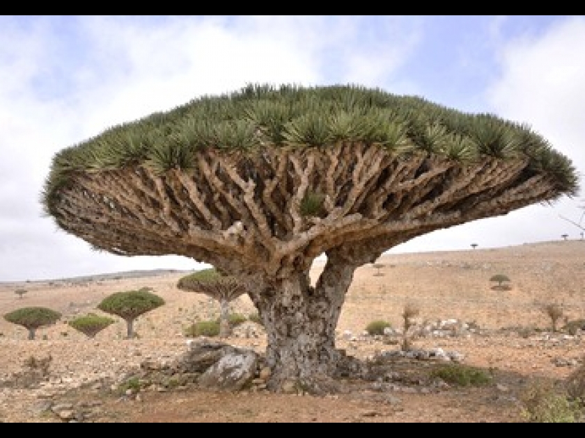 Le filao ou Casuarina equisetifolia : un arbre tropical étonnant