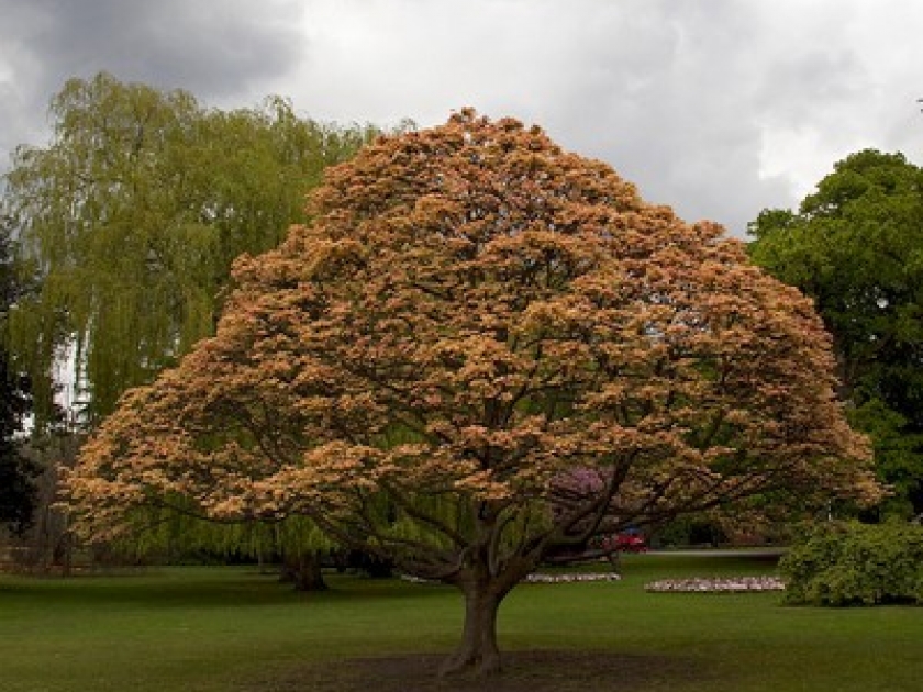 L'érable sycomore : un arbre majestueux