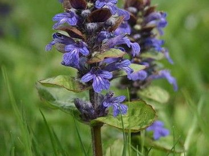 La bugle rampante : un excellent couvre-sol