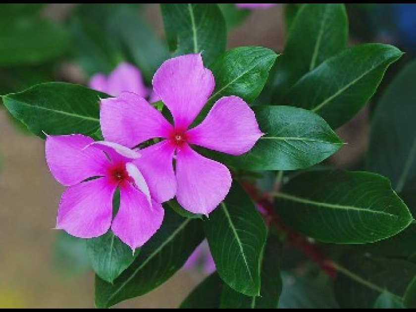 La pervenche de Madagascar : une jolie plante ornementale