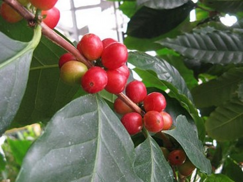 Le caféier : présentation et culture