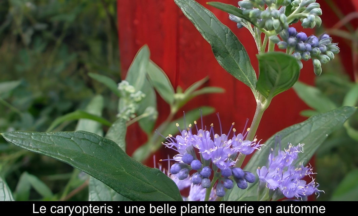 Le caryopteris : une belle plante fleurie en automne