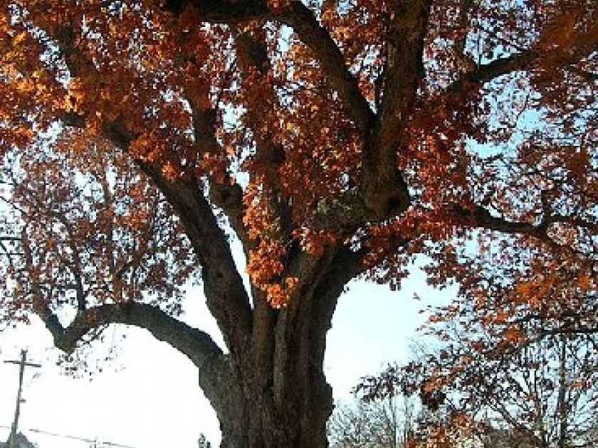 Le chêne rouge d'Amérique : présentation et culture