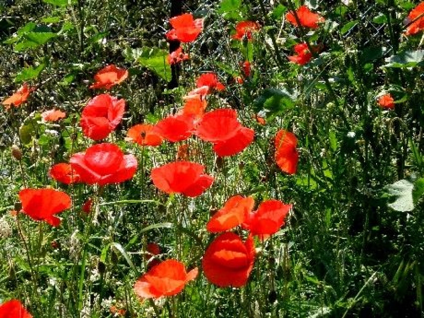 Le coquelicot : une jolie fleur des champs