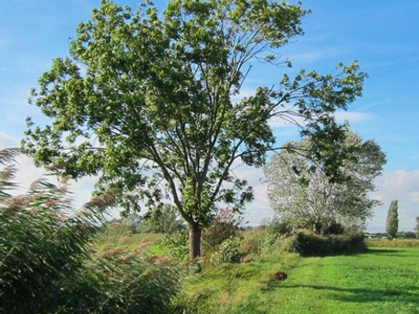 Le frêne : un arbre des forêts tempérées