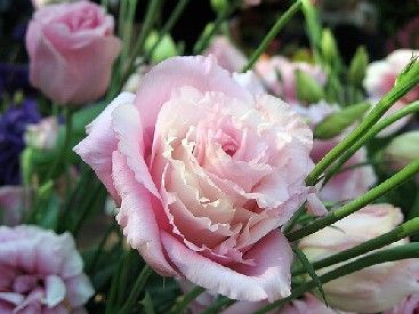 Le lisianthus : une magnifique fleur à couper