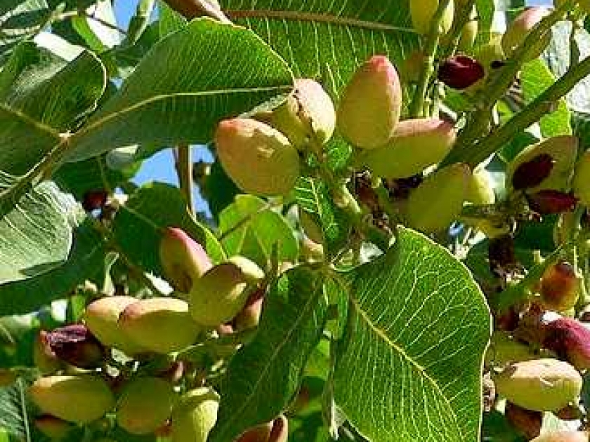 Le pistachier : un arbuste méditerranéen