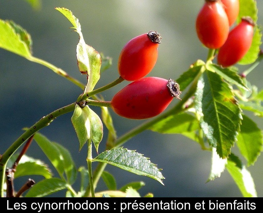Les cynorrhodons : présentation et bienfaits
