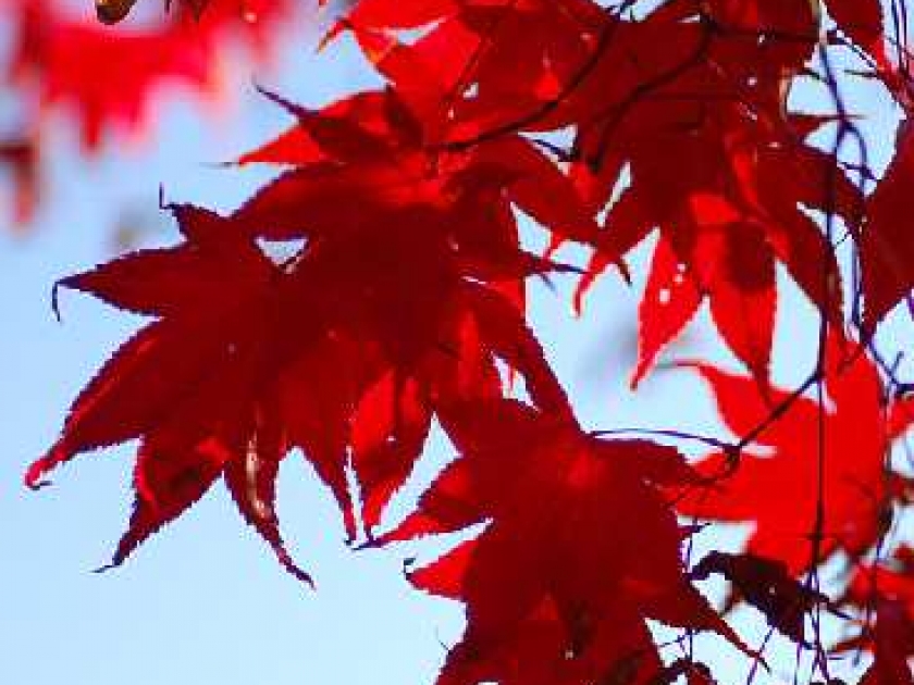 Les plus beaux arbres en automne : guide pratique