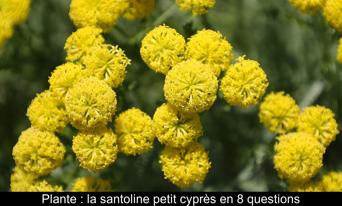 Plante : la santoline petit cyprès en 8 questions