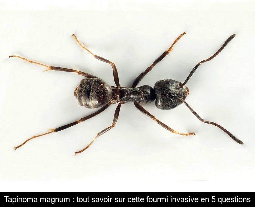 Tapinoma magnum : tout savoir sur cette fourmi invasive en 5 questions
