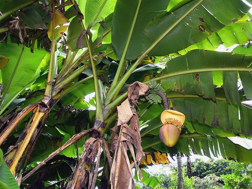 Jardin jungle : 5 plantes pour suivre cette tendance