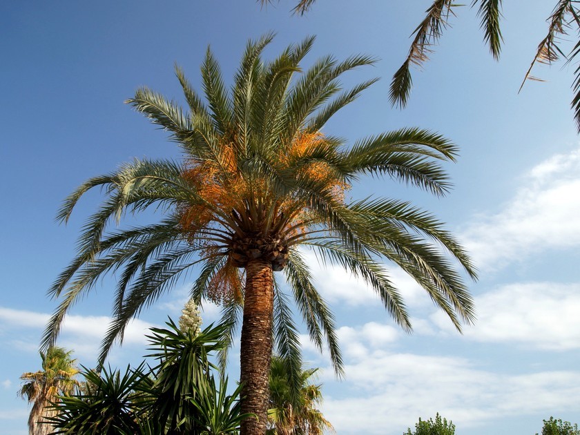 Palmier, cocotier ou dattier : comment les reconnaître