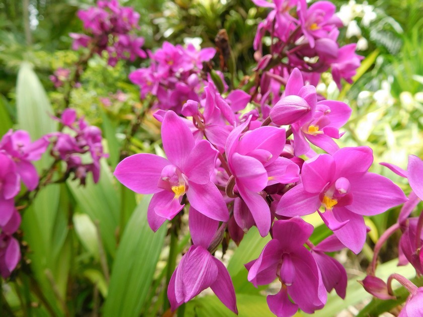Flore exotique : 3 fleurs emblématiques de la Malaisie