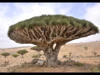 Le fromager : un arbre exotique étonnant