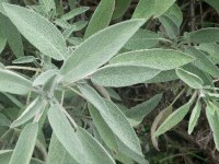 Salvia microphylla : tout savoir sur la sauge à petites feuilles en 5 ...