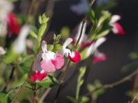 Les roses trémières : une belle floraison estivale