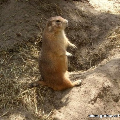 Carte chien de prairie thème animaux
