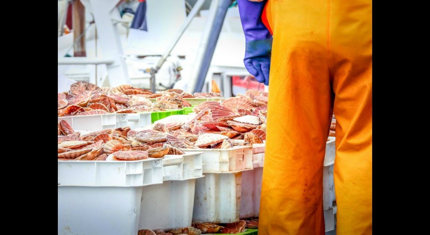 Sortie Découverte "la Coquille St-jacques" Grandcamp-maisy Coquille ...