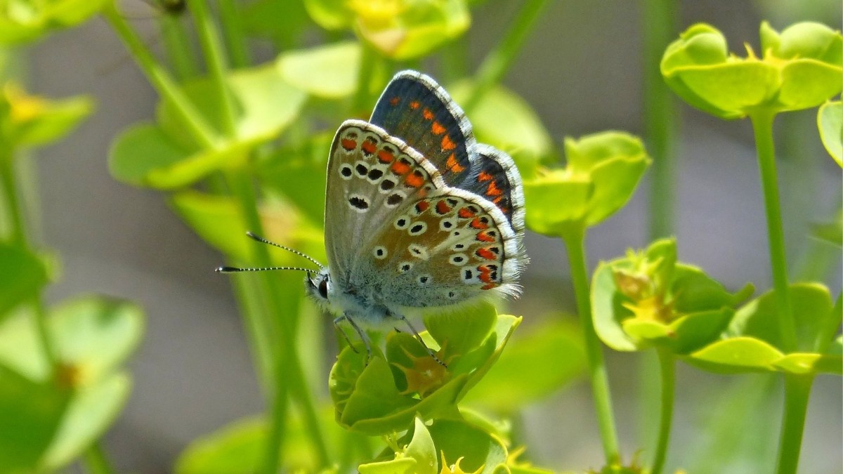 Sortie Nature : À La Découverte Des Papillons Castétis Papillons ...