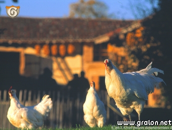 Photo Aviculture Photos Animaux de la ferme