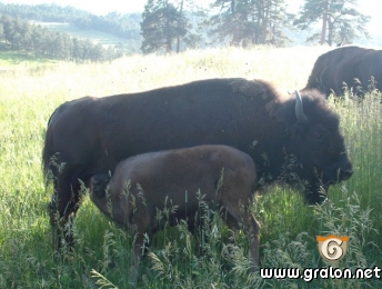 Photo Bufflonne BUFFALO Photos Animaux sauvages
