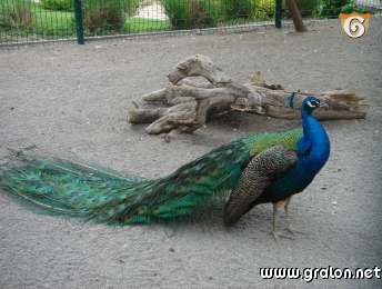 Photo Paon mâle au parc phoenix Photos Oiseaux Nice