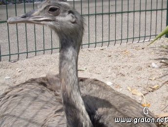 Photo Une autruche Photos Oiseaux Nice
