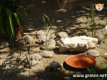 Photo Tortues Photos Reptiles Monaco