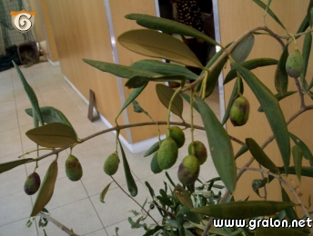 Photo Un rameau d'olivier Photos Arbres Nice