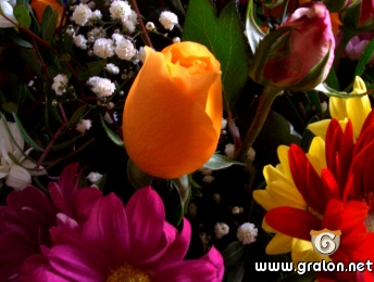 Photo bouquet de fleurs coloré Photos Fleurs