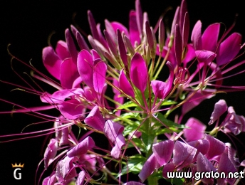 Photo Fleur Joyeuse Photos Fleurs