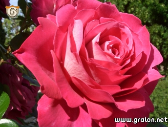 Photo rose fuschia Photos Fleurs