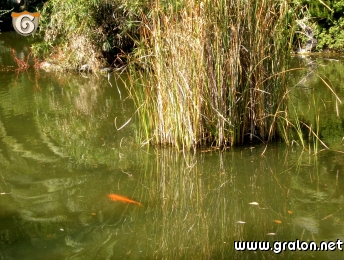 Photo Les poissons de l'étang Photos Parcs et Jardins Nice