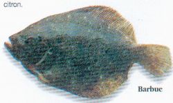 Barbue informations calories Barbue