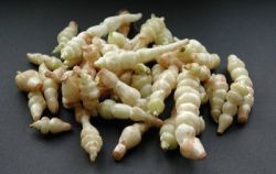 Crosnes informations calories Crosnes