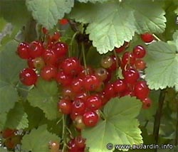 Groseilles - Informations nutritionnelles et calories