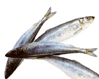 Hareng informations calories Hareng