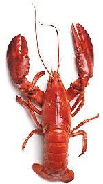 Homard informations calories Homard