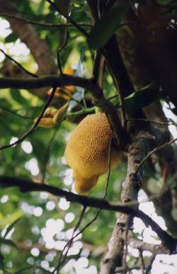 Jacquier informations calories Jacquier