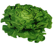 Laitue informations calories Laitue