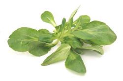 Mâche informations calories Mâche