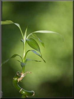 Pousse de bambou informations calories Pousse de bambou