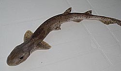 Roussette - Informations nutritionnelles et calories