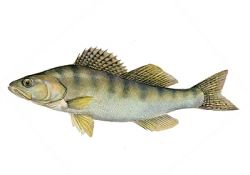 Sandre informations calories Sandre