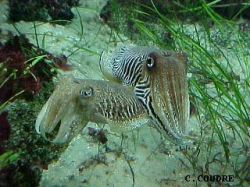 Seiche informations calories Seiche